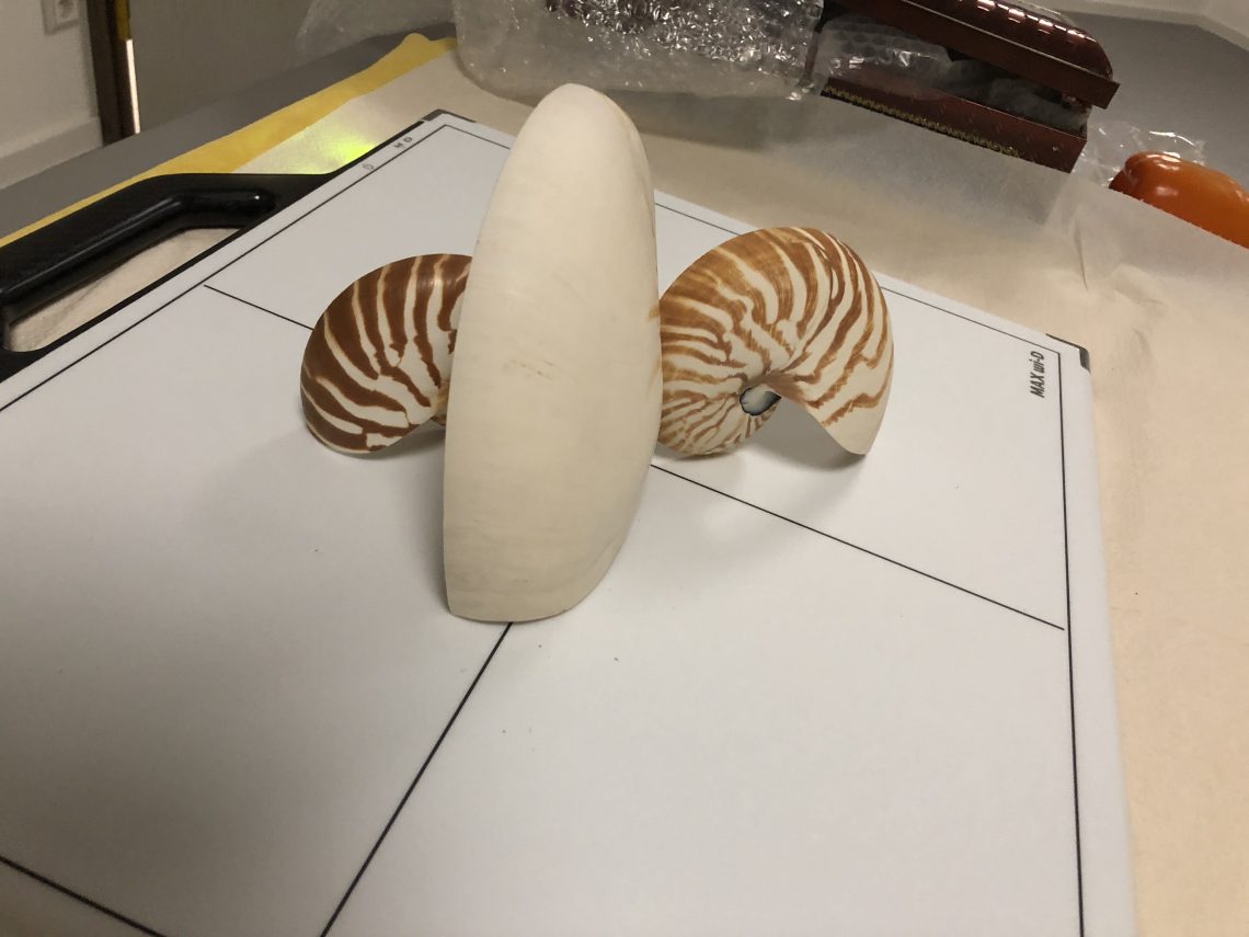 Nautilus shell – Julian Köpke